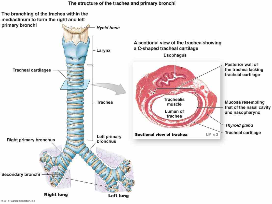 Esophagus Function And Structure MedicineBTG Esophagus Function And Structure MedicineBTG