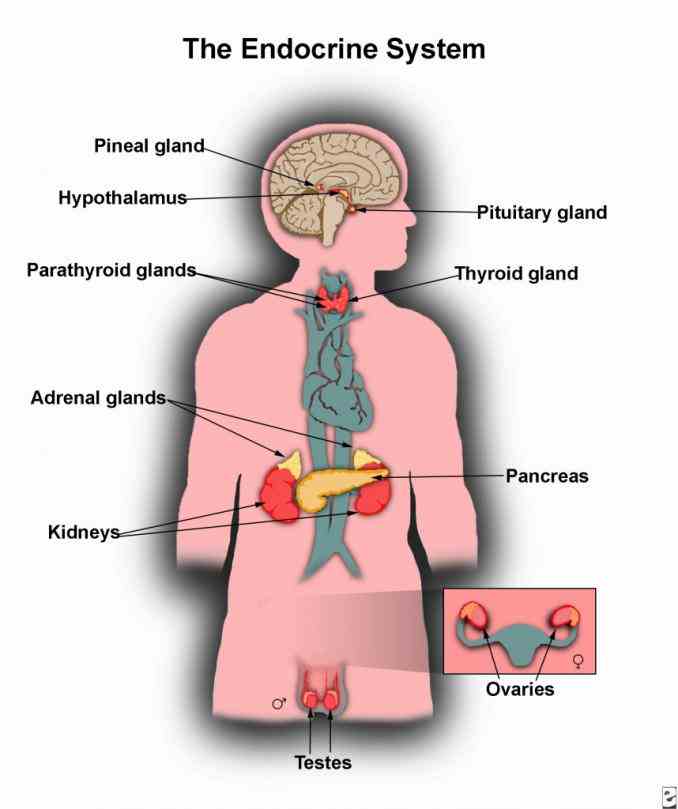 Different Types Hormones That Regulate Metabolism Growth And See