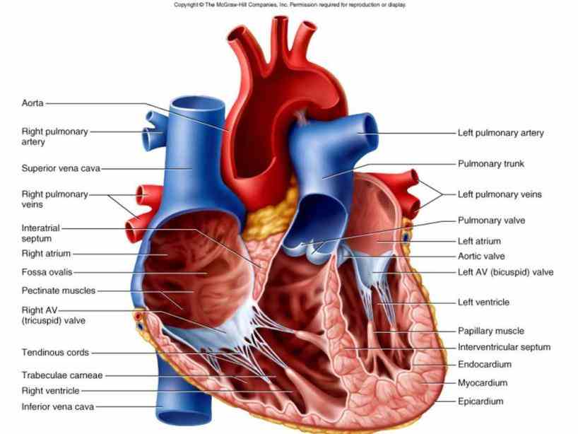 12 Line Diagram Of Heart Robhosking Diagram 12 Line Diagram Of Heart Robhosking Diagram