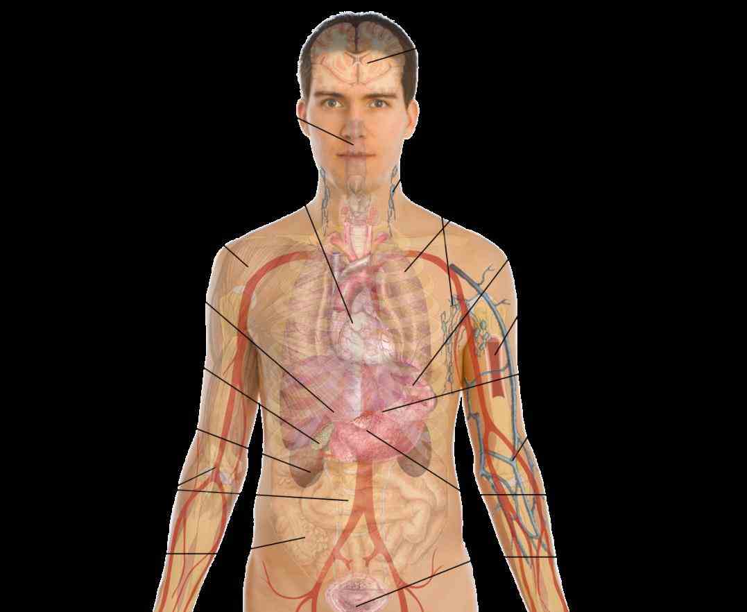 Location Of Human Body Organs MedicineBTG Location Of Human Body Organs MedicineBTG