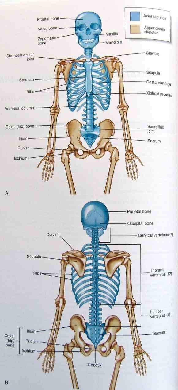 Anatomy Of Appendicular Skeleton Bones MedicineBTG