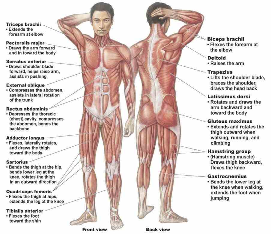 Muscular System Organs And Their Functions MedicineBTG