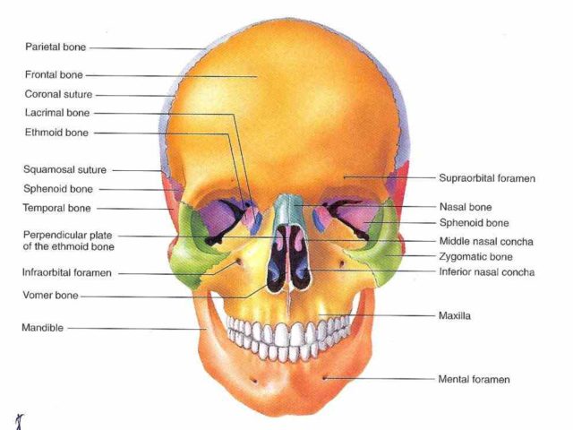 On Shutterstock Explore Quality Art More The Labeled Diagrams Of 
