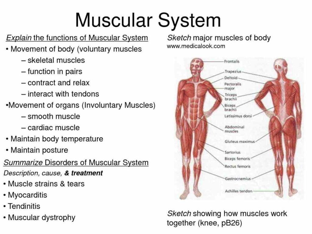 Parts Of The Muscular System Muscles Body Are Divided Into Three Main Parts Of The Muscular System Muscles Body Are Divided Into Three Main