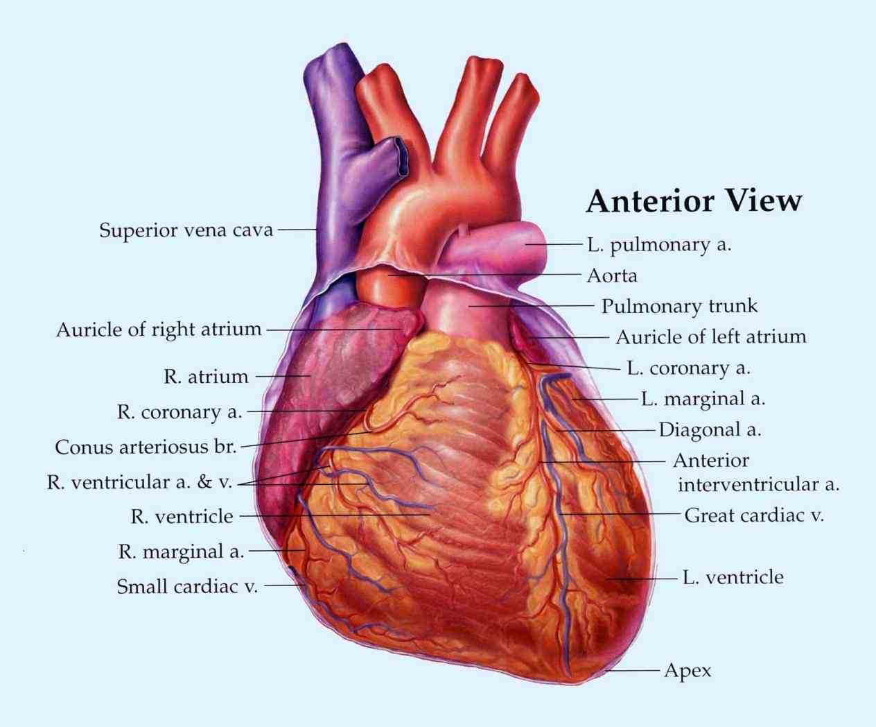 Image Of Heart In Human Body MedicineBTG Image Of Heart In Human Body MedicineBTG