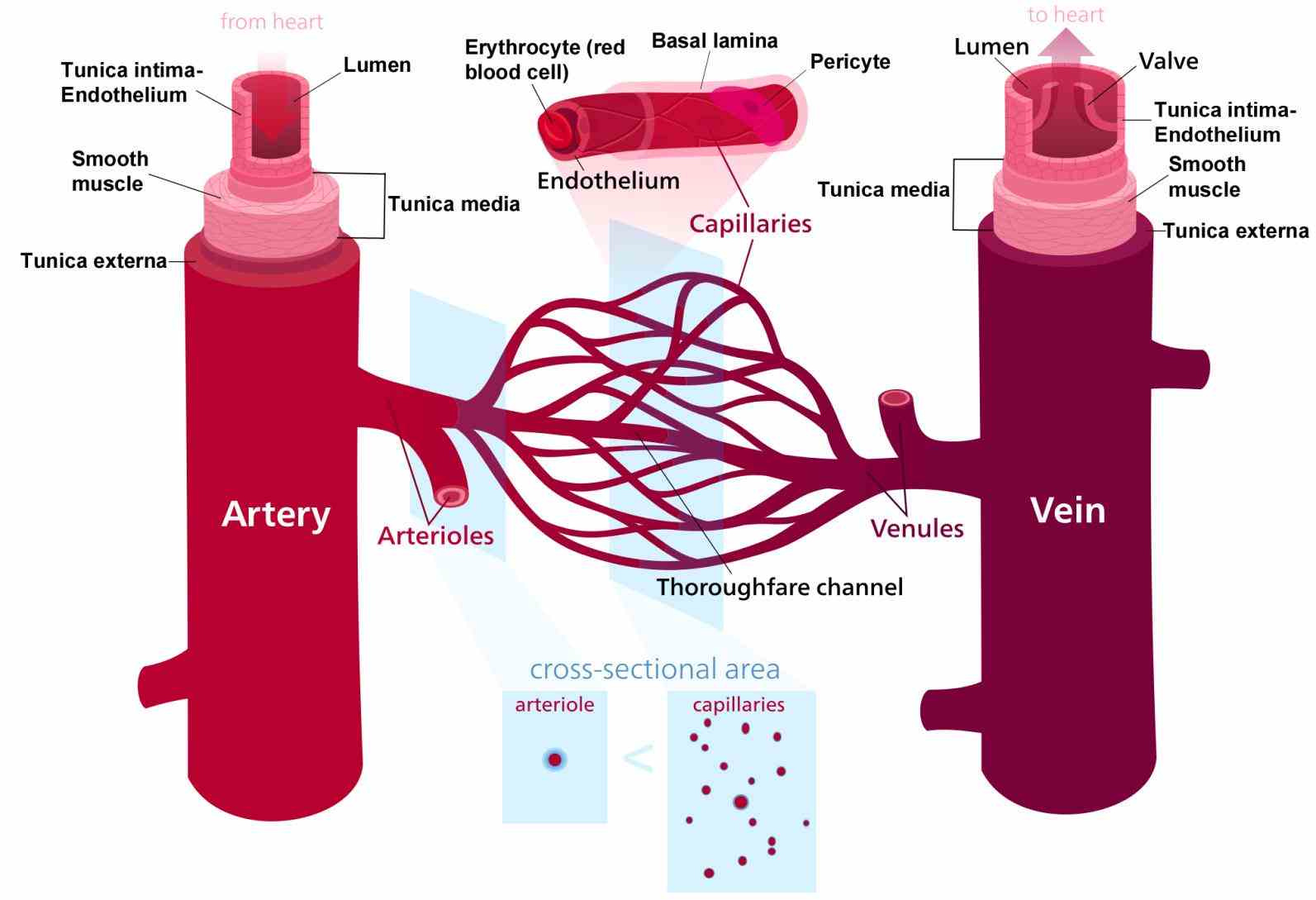 Arteries Structure And Function MedicineBTG