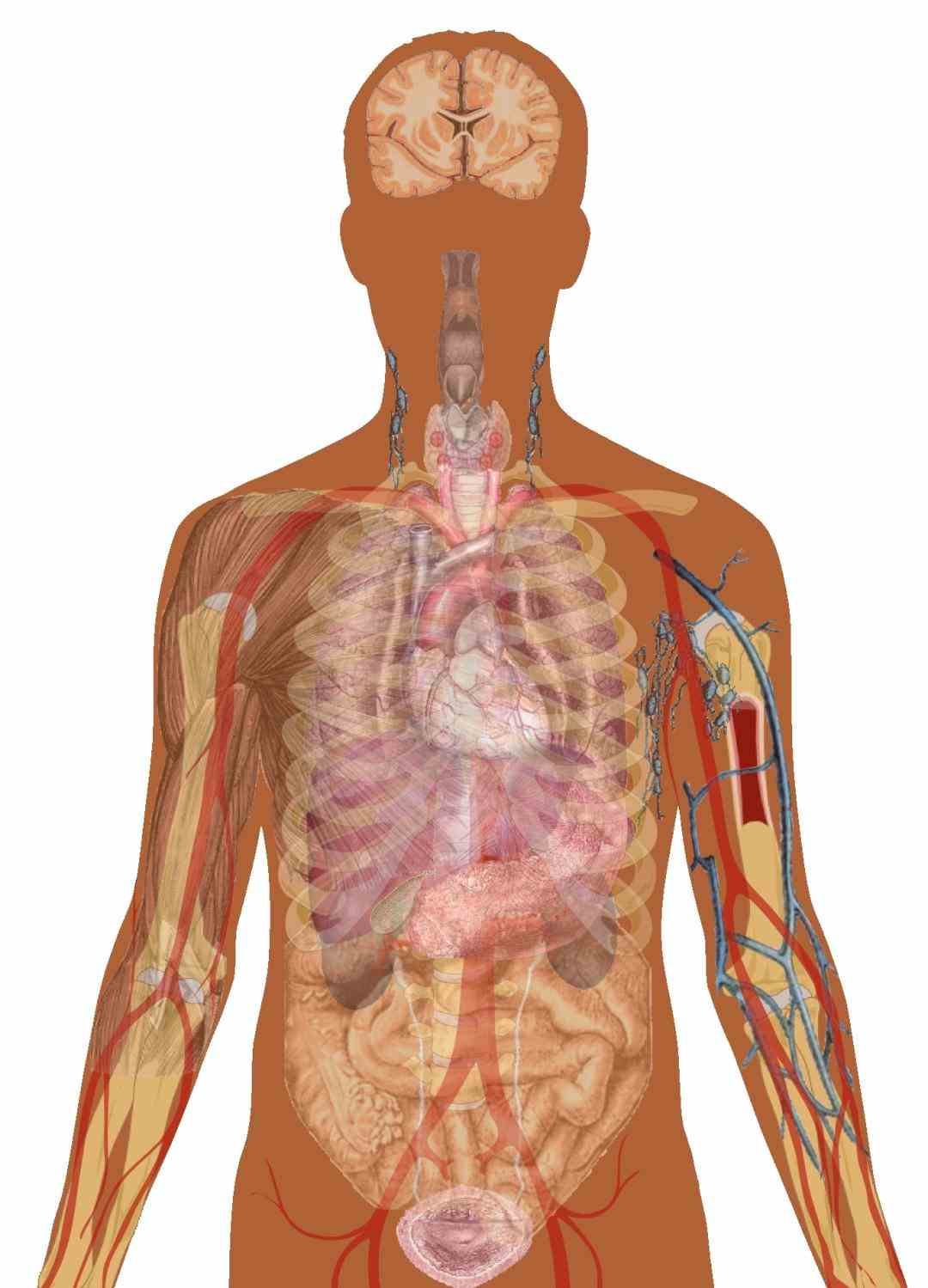 Heart Location In The Human Body MedicineBTG