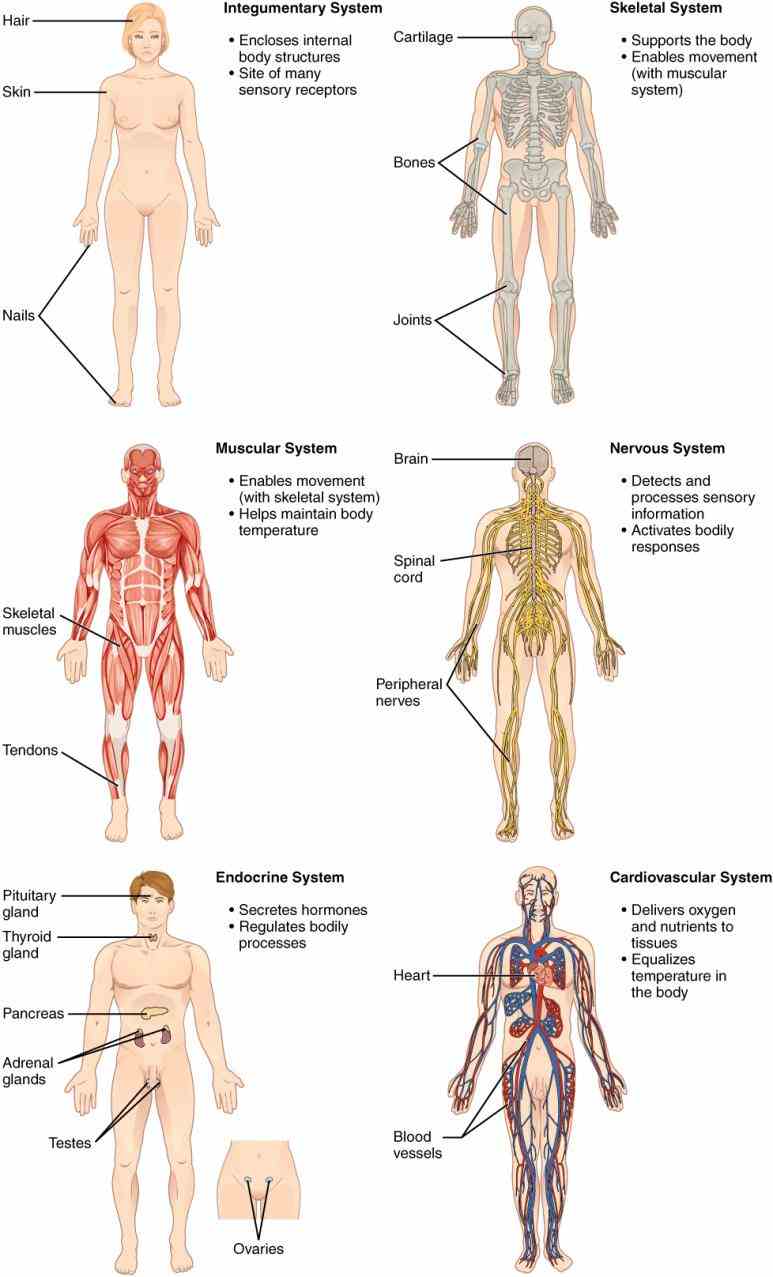 Major System Of The Human Body Diagram MedicineBTG