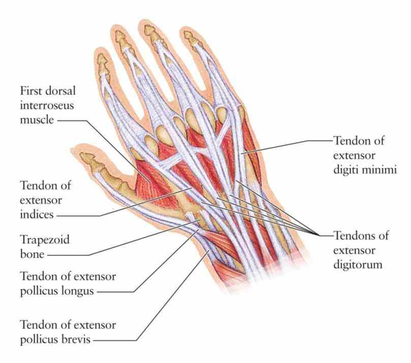 Anatomy Of The Thumb Ligaments MedicineBTG