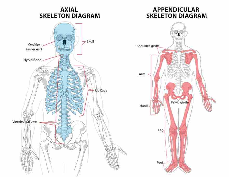 Appendicular Skeletal System MedicineBTG
