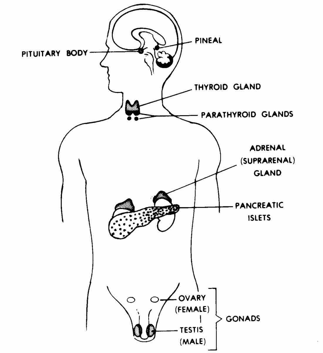 Glands In The Body And Their Functions MedicineBTG