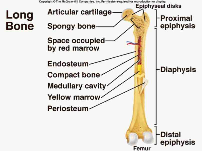 Anatomy Of A Typical Long Bone MedicineBTG Anatomy Of A Typical Long Bone MedicineBTG